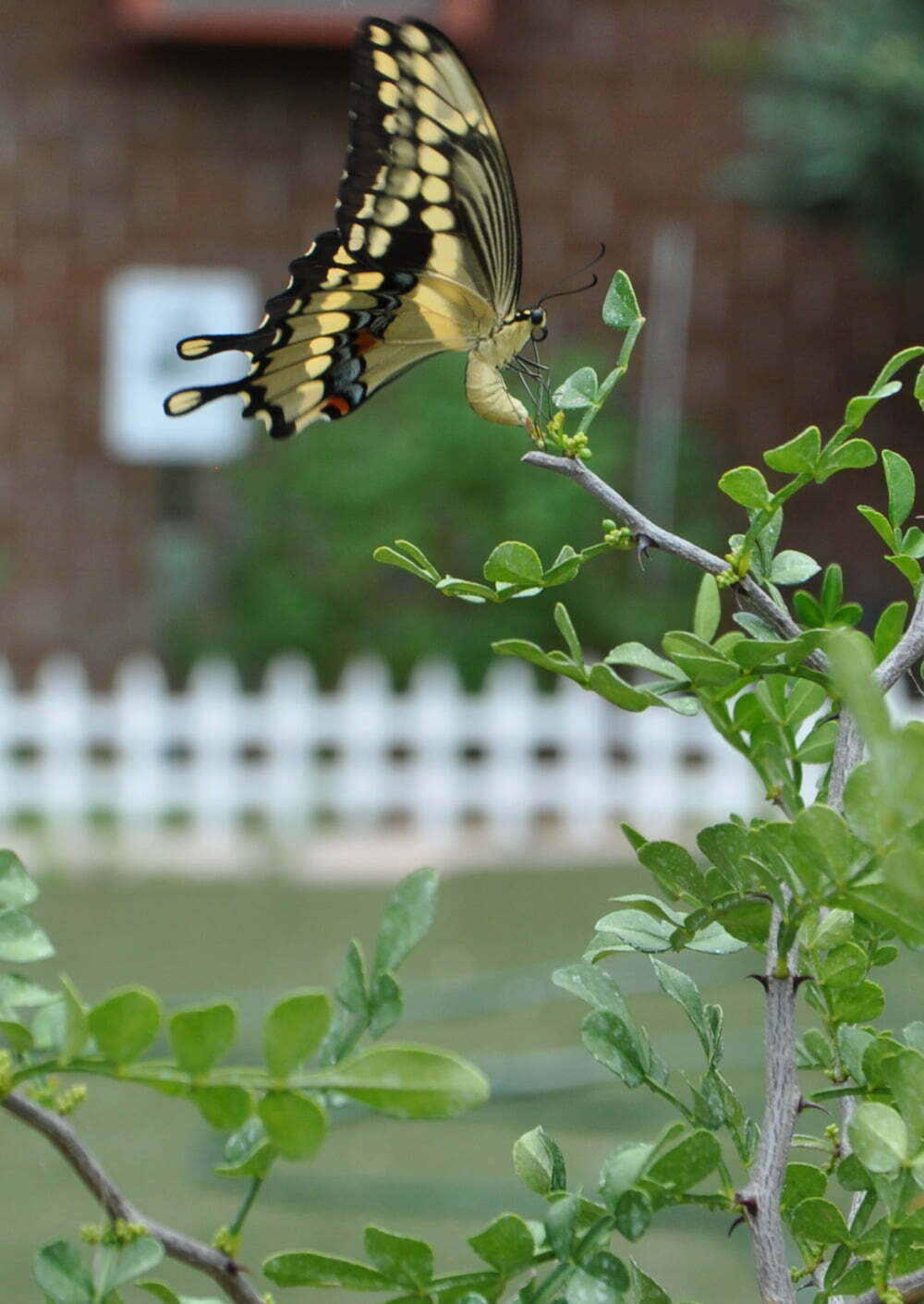 1001 Reasons to Plant Wild Lime (Zanthoxylum fagara) in Florida ...