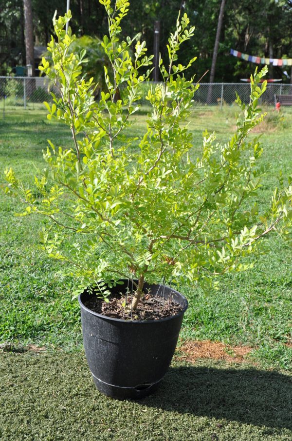 1001 Reasons to Plant Wild Lime (Zanthoxylum fagara) in Florida ...