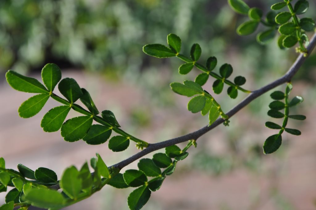 1001 Reasons to Plant Wild Lime (Zanthoxylum fagara) in Florida - Johnny Butterflyseed