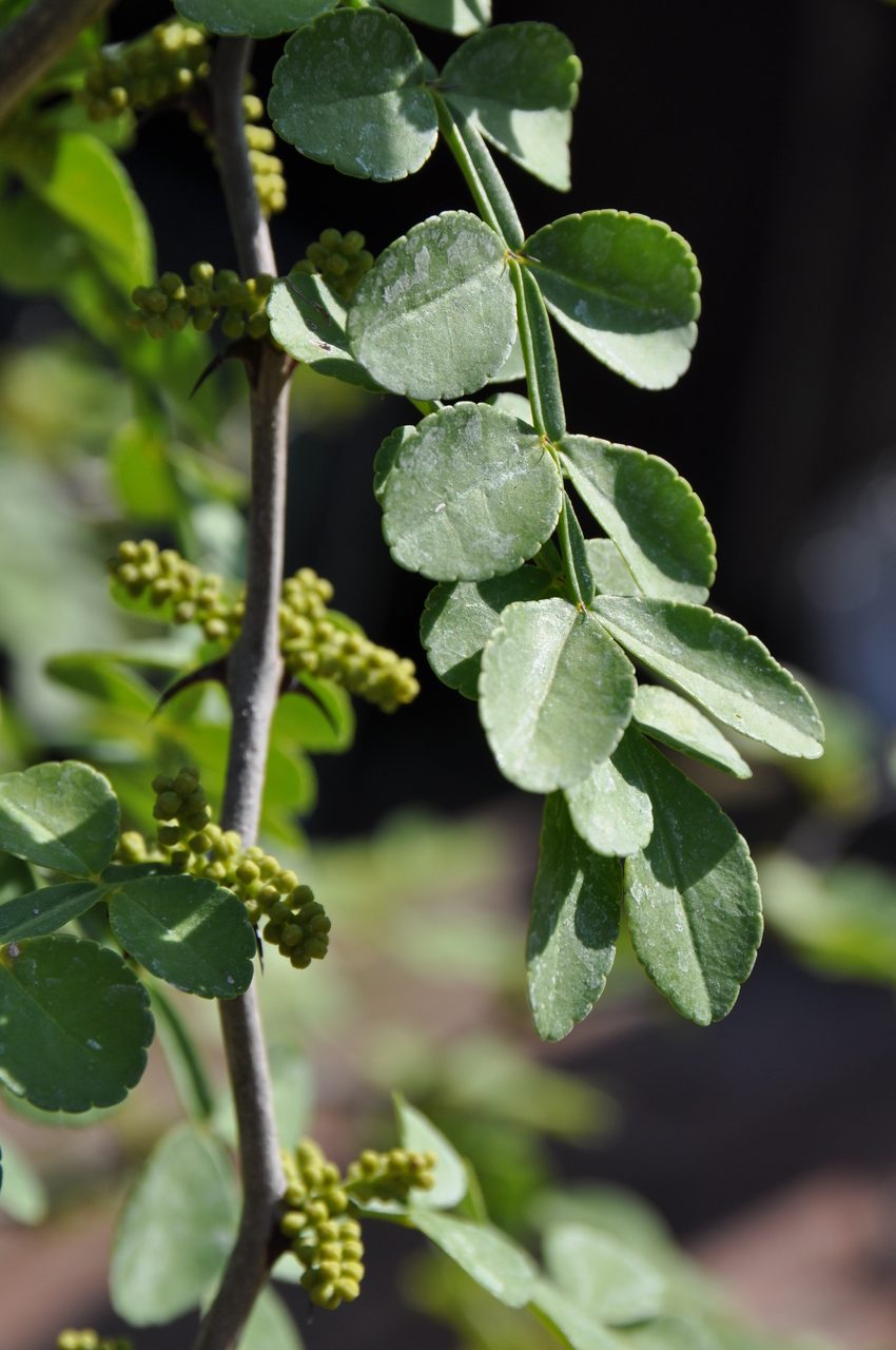 1001 Reasons to Plant Wild Lime (Zanthoxylum fagara) in Florida ...
