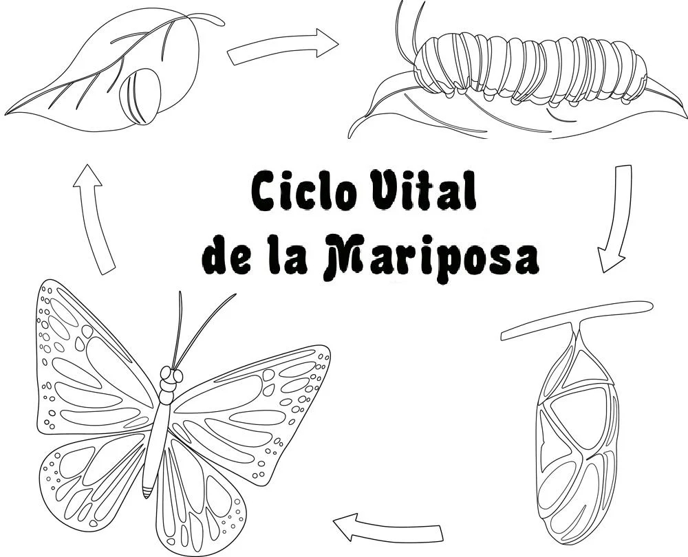 Ciclo De Vida De La Mariposa Huevo