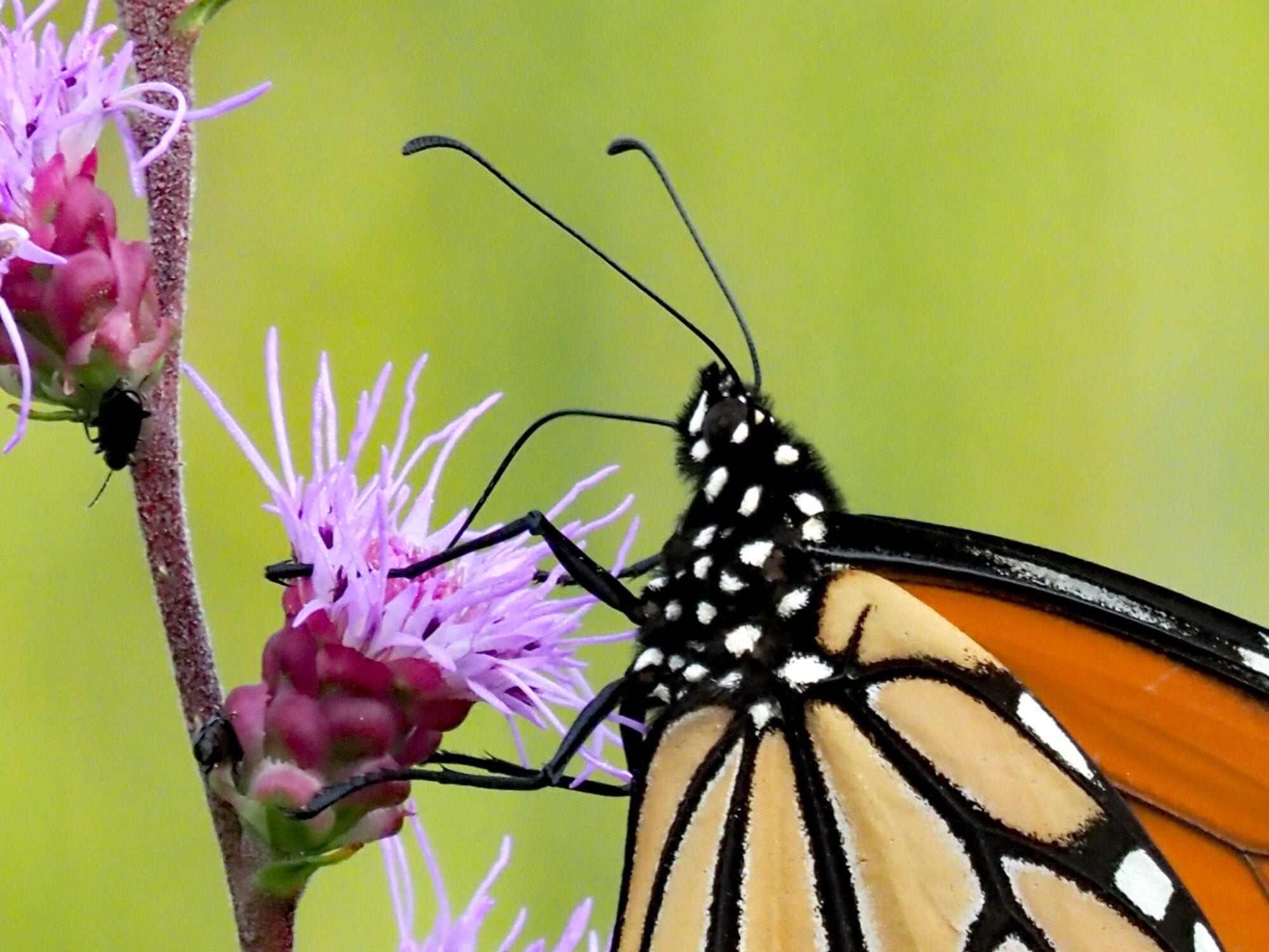 What is Common to All Nymphalidae? - Johnny Butterflyseed