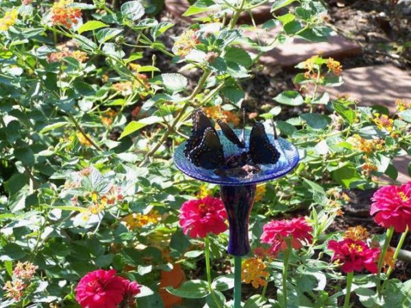 How Can We Make a Butterfly Feeding Station? - Johnny Butterflyseed
