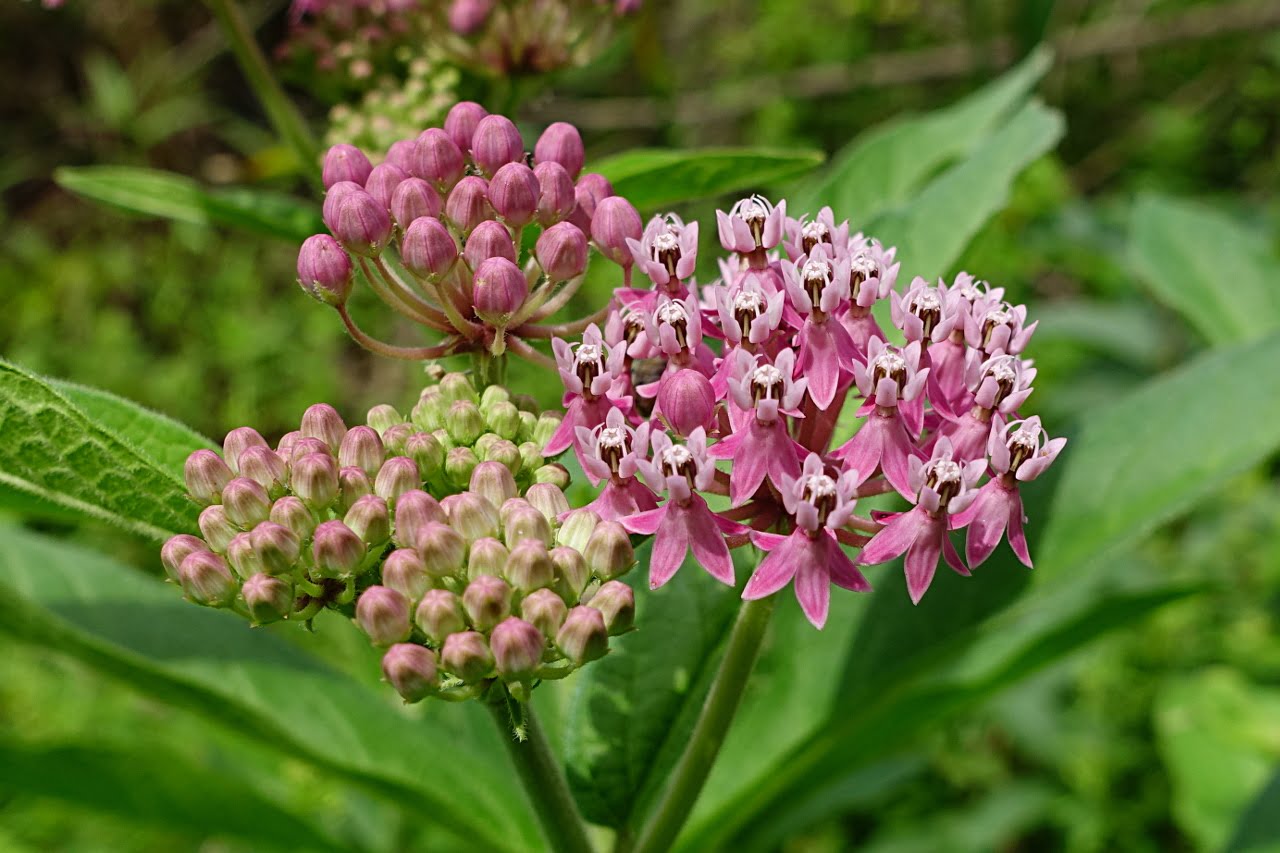 What are the Milkweed (Asclepias) Species of Canada? - Johnny Butterflyseed