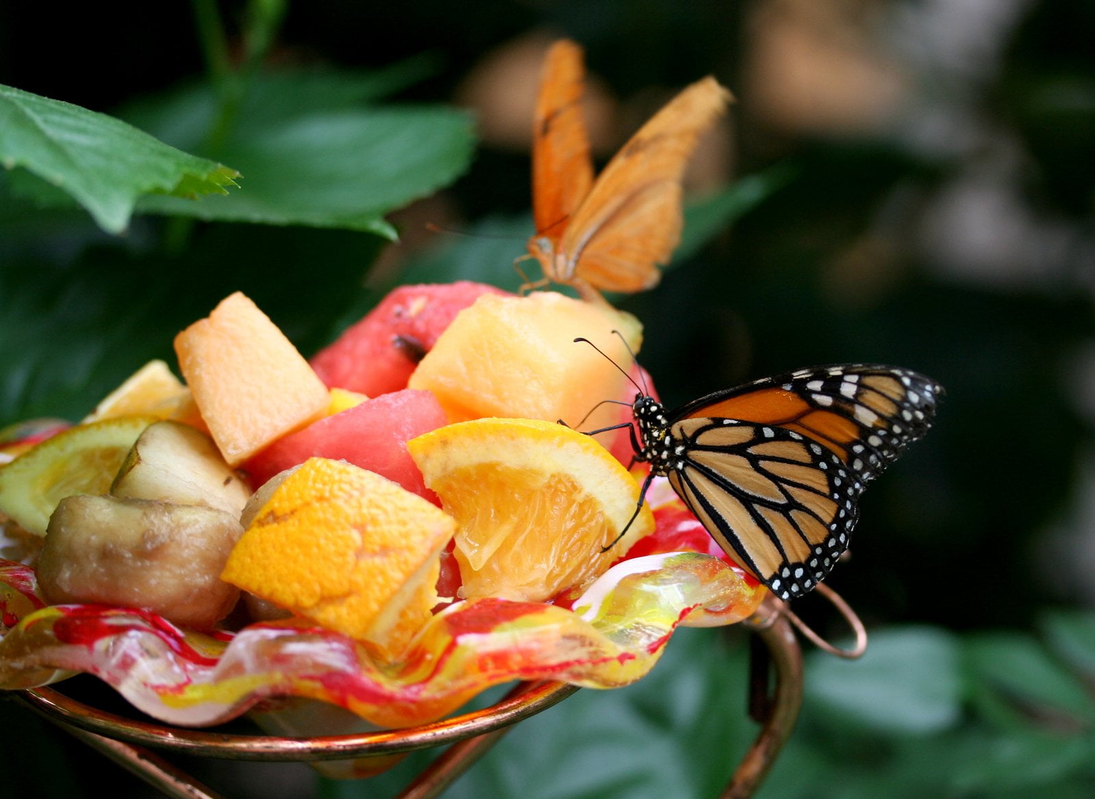 12 Butterfly Things Parents Can Do With Kids - Johnny Butterflyseed