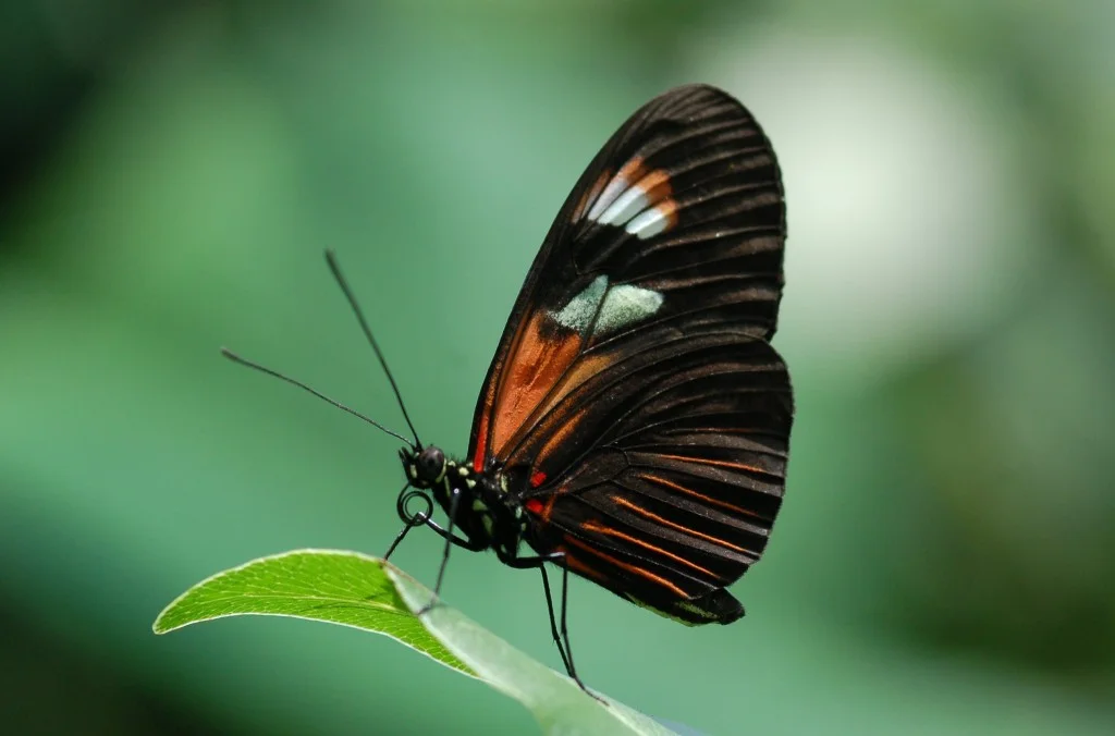 Nymphalidae Forelegs