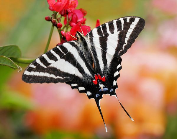 What's the Difference Between a Zebra Swallowtail and a Zebra Longwing ...