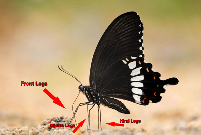 How Many Legs Do Butterflies Have? - Johnny Butterflyseed