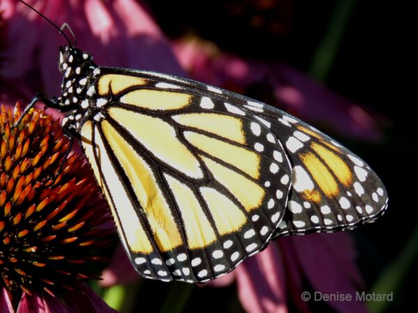 How to Tell Male from Female Monarch Butterflies? - Johnny Butterflyseed