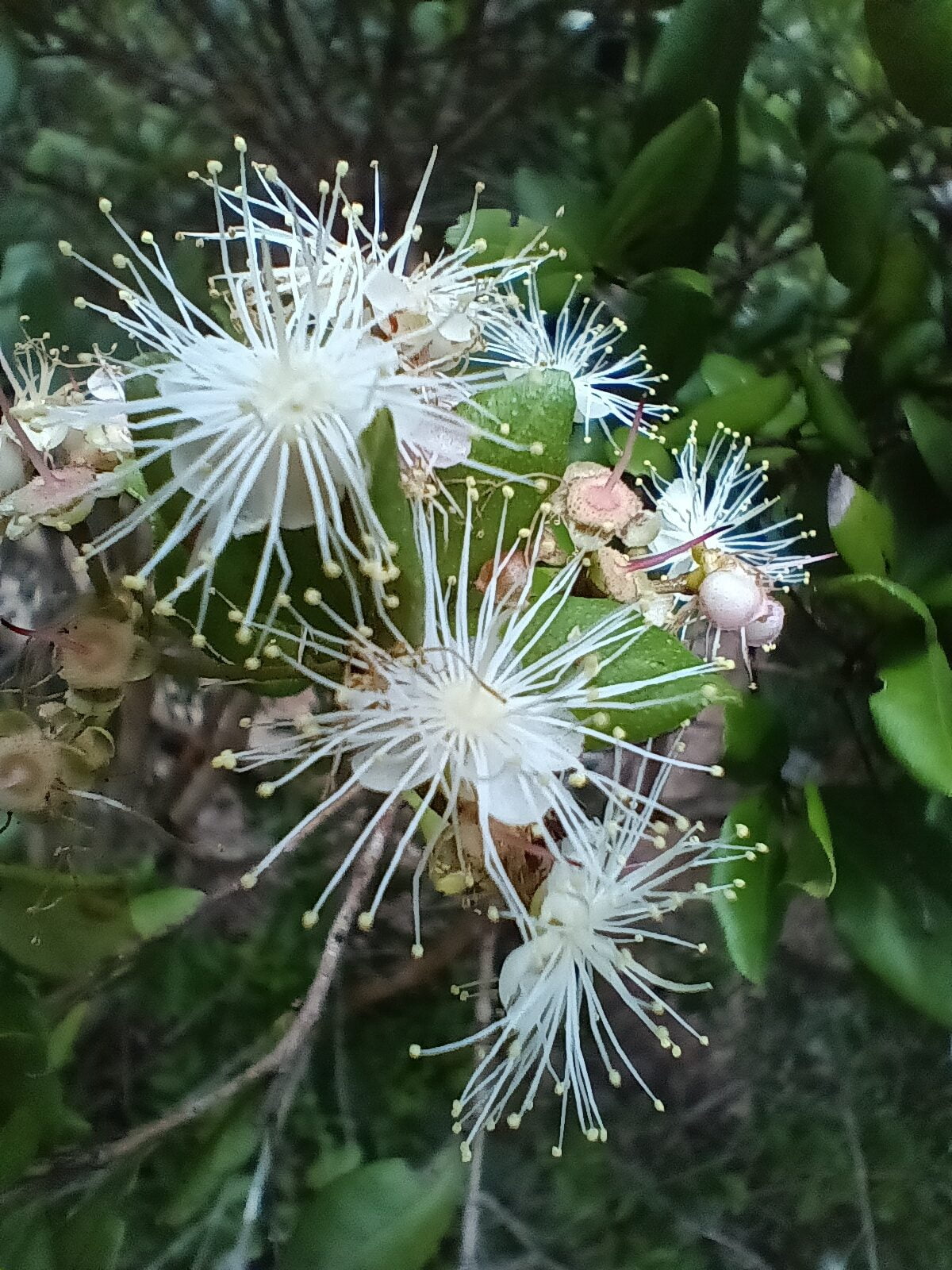 The Simpson Stopper (Myrcianthes fragrans) as a Florida Native ...