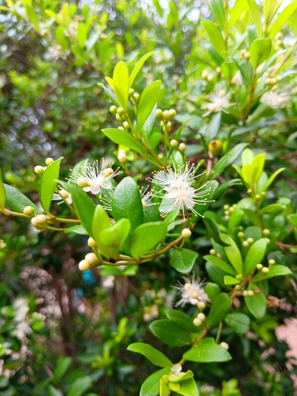 The Simpson Stopper (Myrcianthes fragrans) as a Florida Native ...