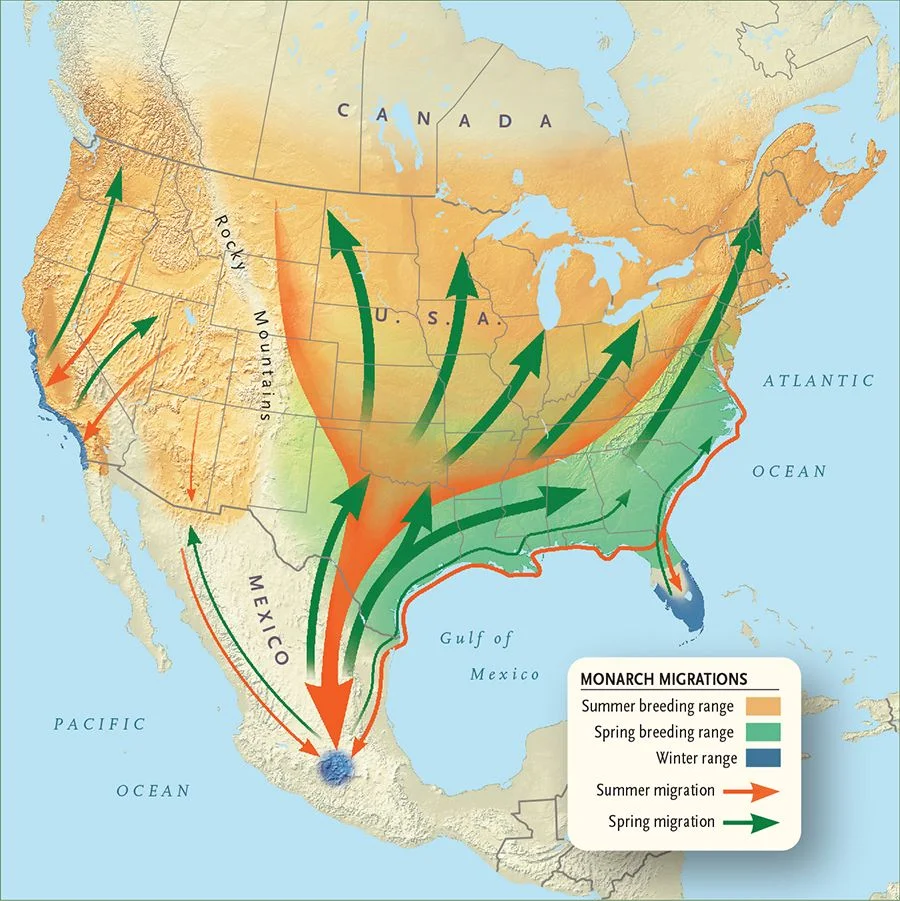 Cartoon Monarch Butterfly Map Home Interactive Monarch Migration Map