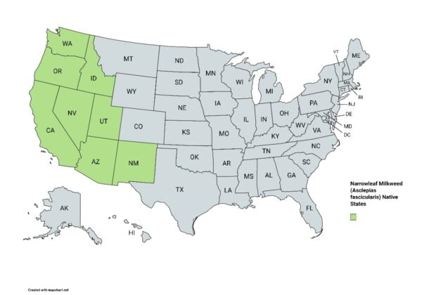 Narrowleaf Milkweed: Native U.S. States - Johnny Butterflyseed