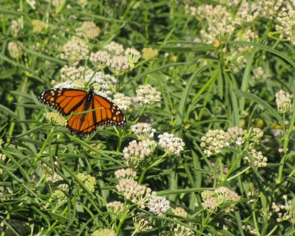 Why Are Monarch Butterflies Endangered? - Johnny Butterflyseed