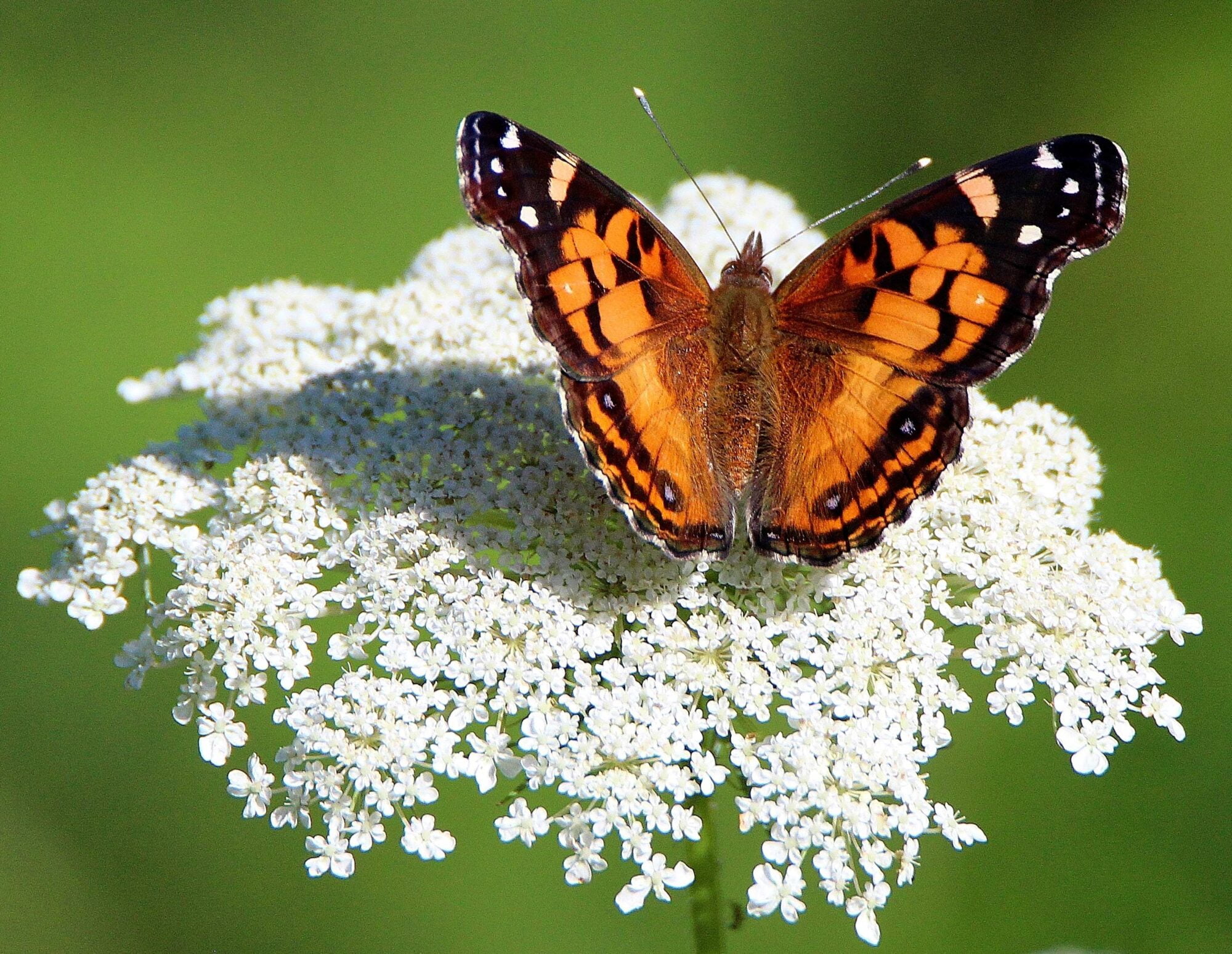 Top 10 Butterflies of North America (and Their Larval Host Plants ...