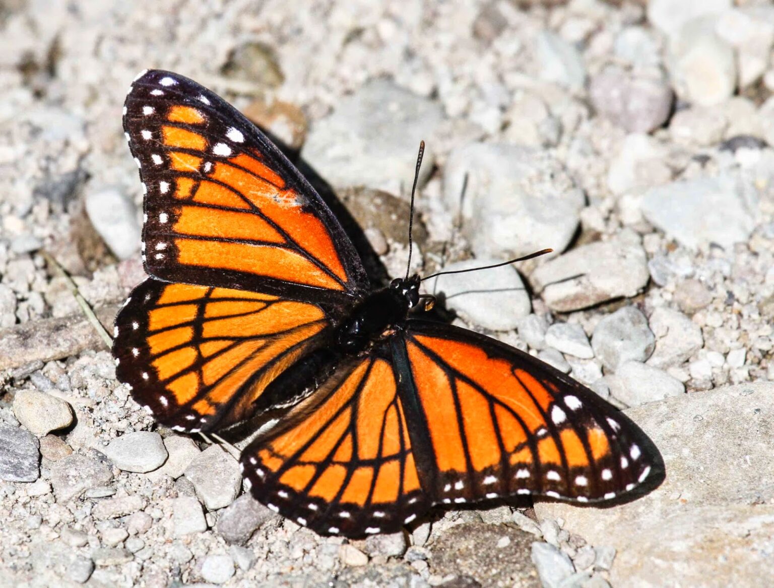 The Viceroy Butterfly: A Master of Mimicry - Johnny Butterflyseed