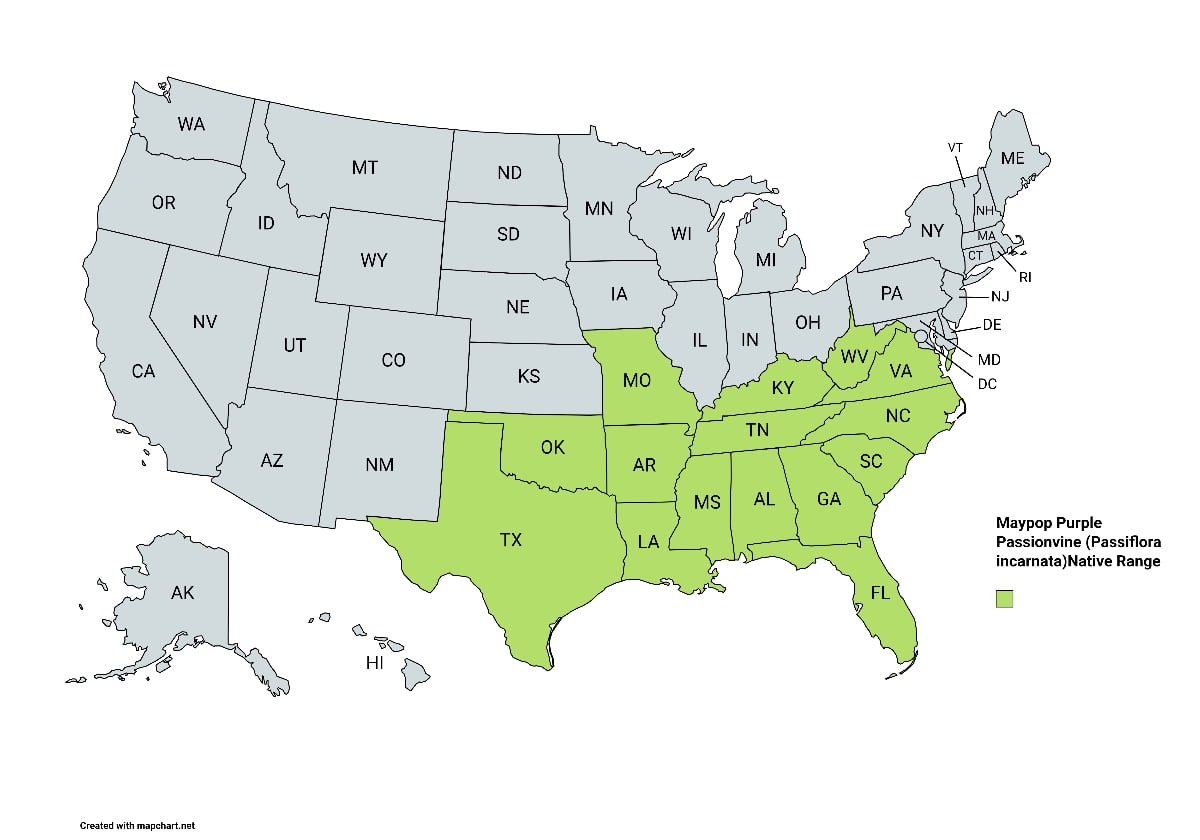 Maypop Purple Passionflower Native Range - Johnny Butterflyseed