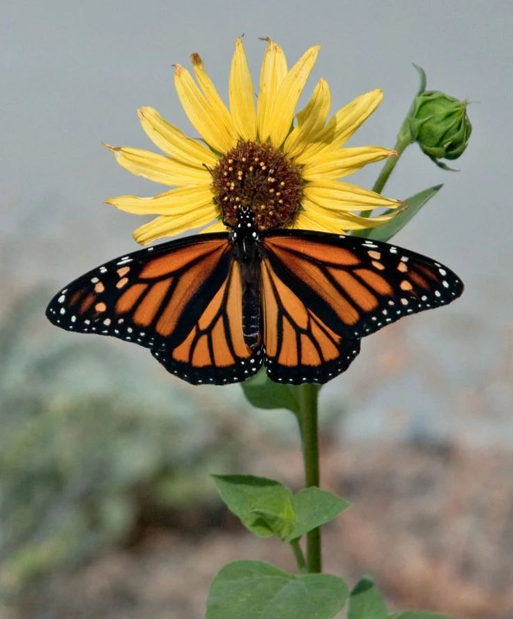 Are There Yellow Monarch Butterflies? - Johnny Butterflyseed