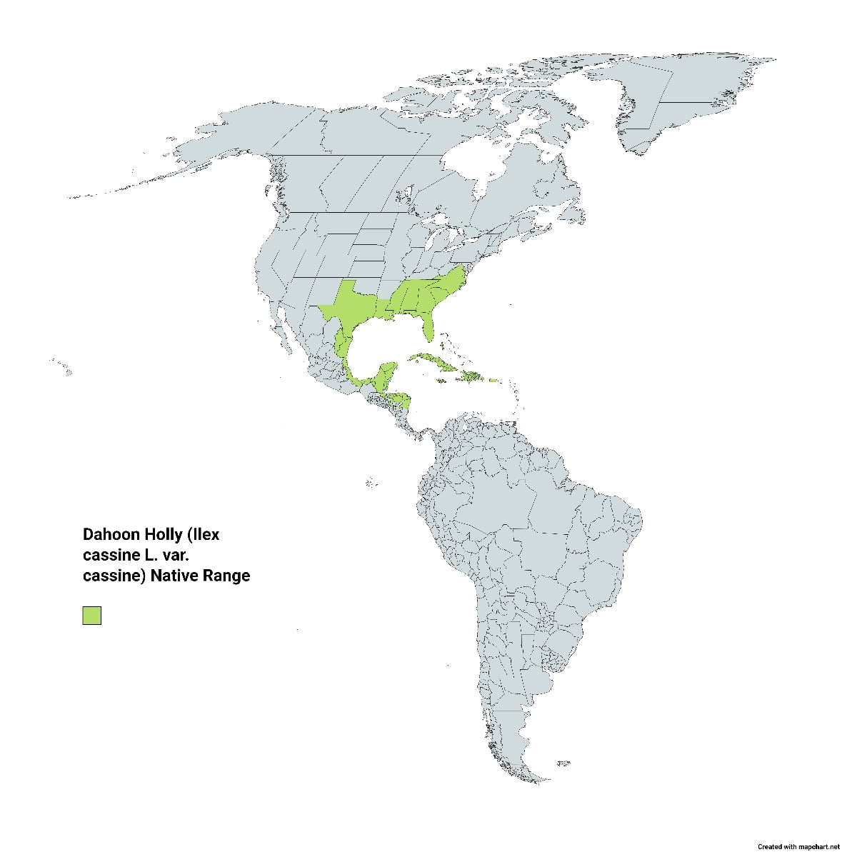 Dahoon Holly (Ilex cassine): A Native Gem with Ecological Significance ...