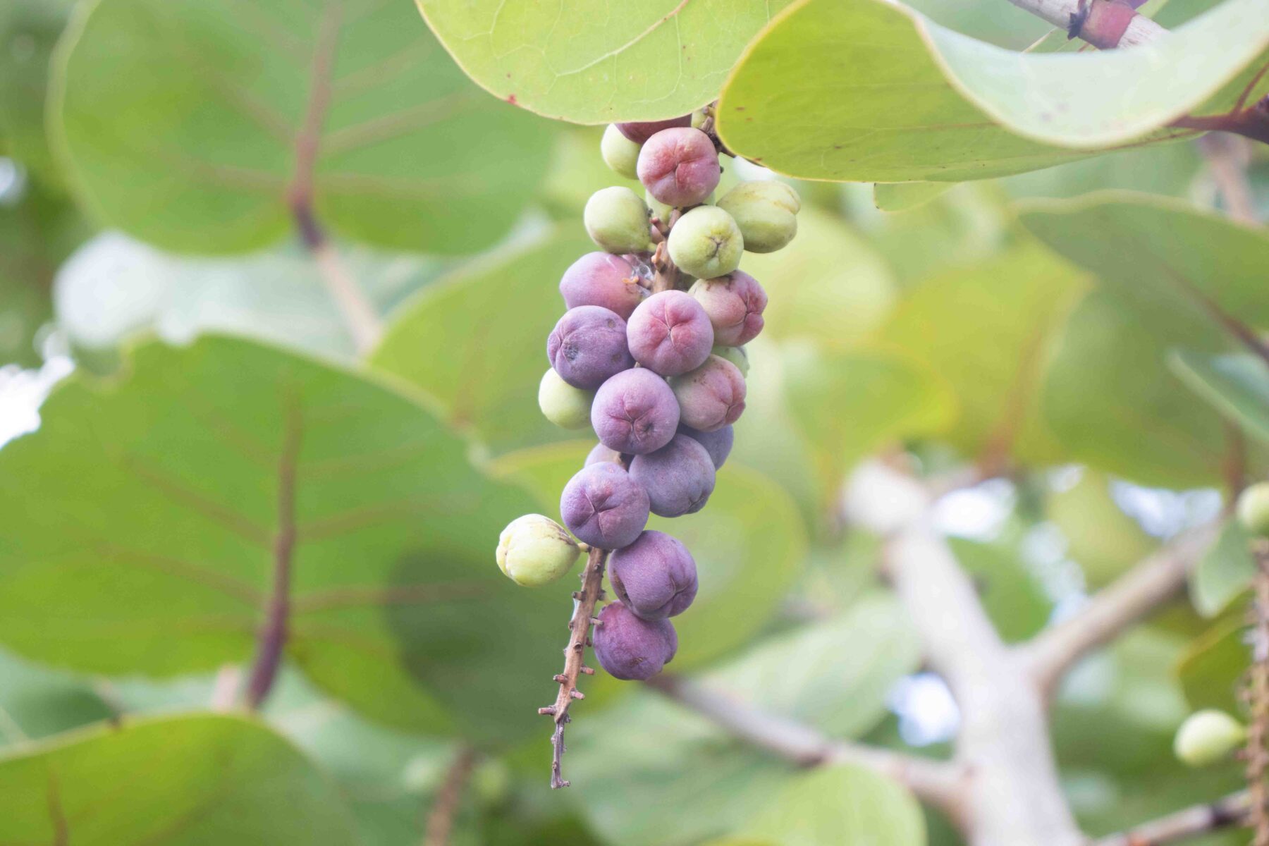 Sea Grapes in Butterfly Gardens: Ecological Jewels of the Florida ...