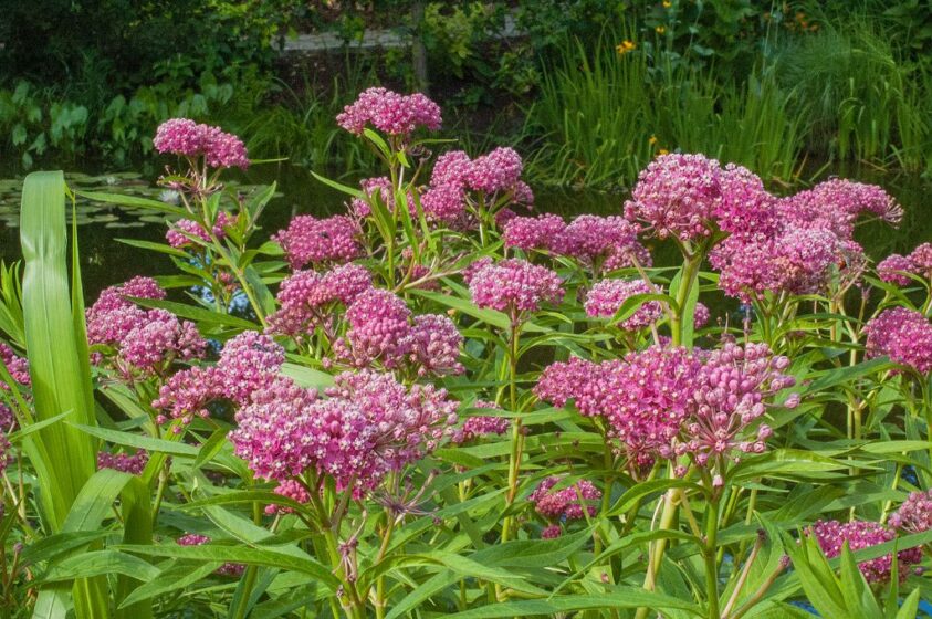 Growing Swamp Milkweed in Containers or Raised Beds - Page 2 of 2 ...