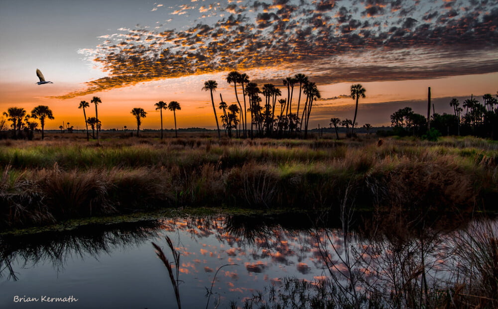 Florida Native Palm Trees: Unsung Heroes for Butterfly and Moth Larvae ...
