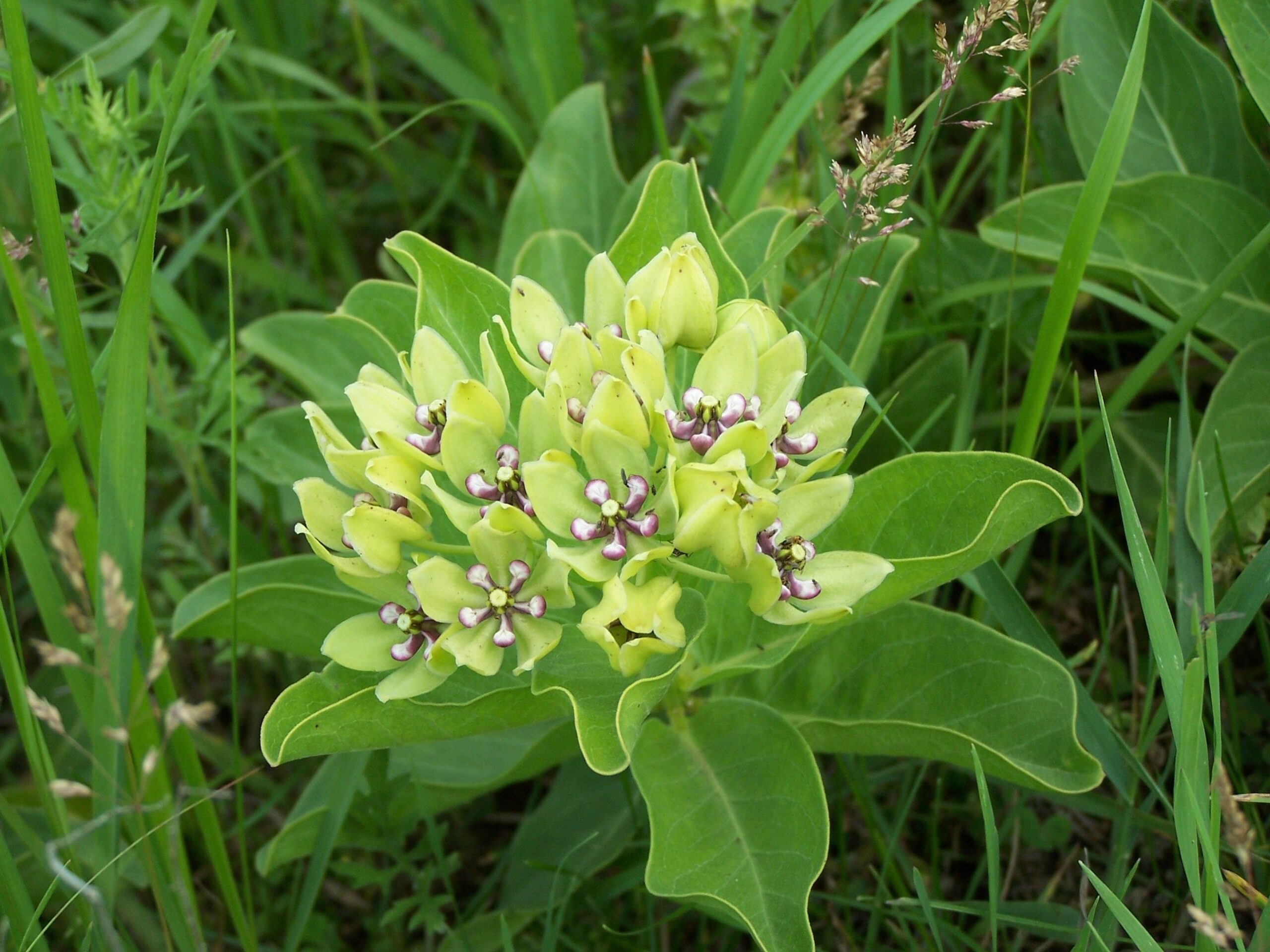 Asclepias viridis store