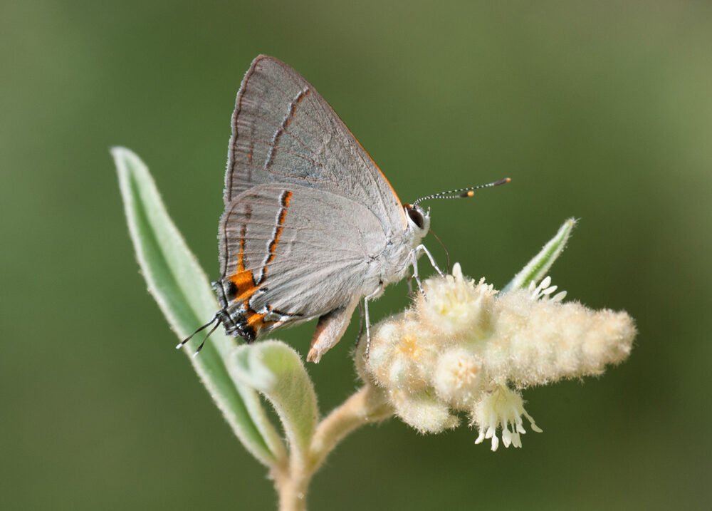 Germinating Crataegus Michauxii Seeds - Johnny Butterflyseed