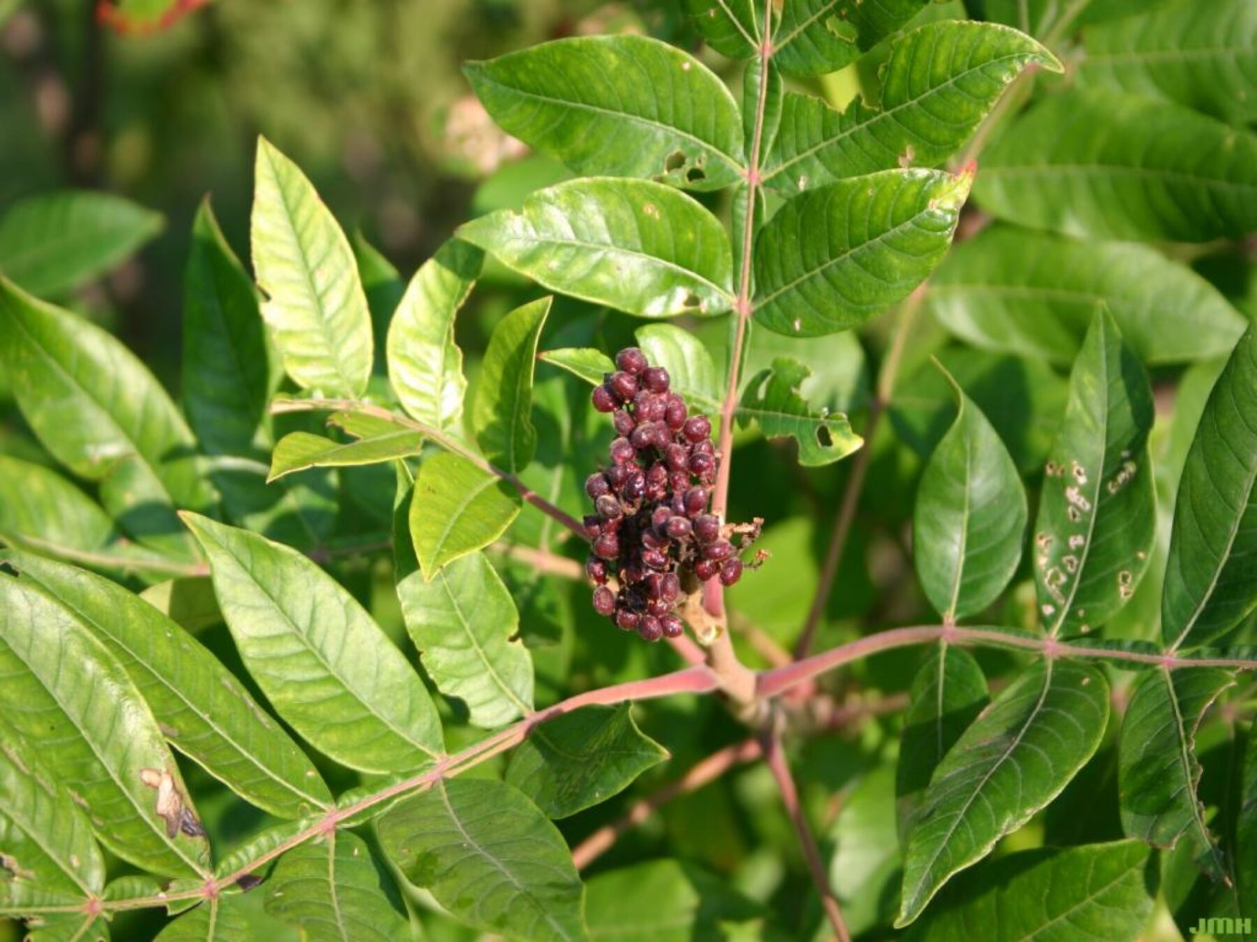The Ecological Importance of Winged Sumac: A Versatile Plant of the ...