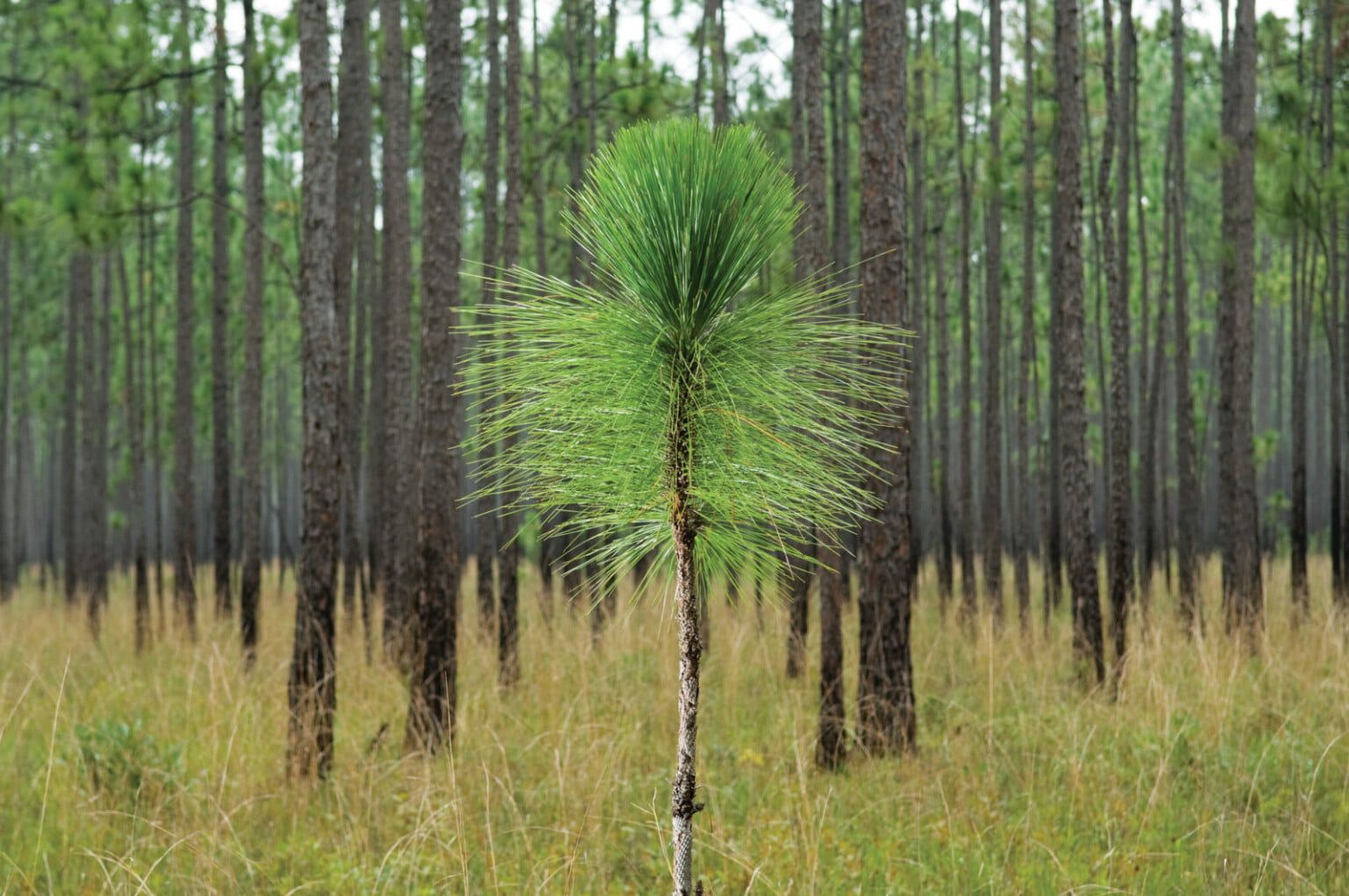 Longleaf Pine: Native Range and Ecological Zones - Johnny Butterflyseed