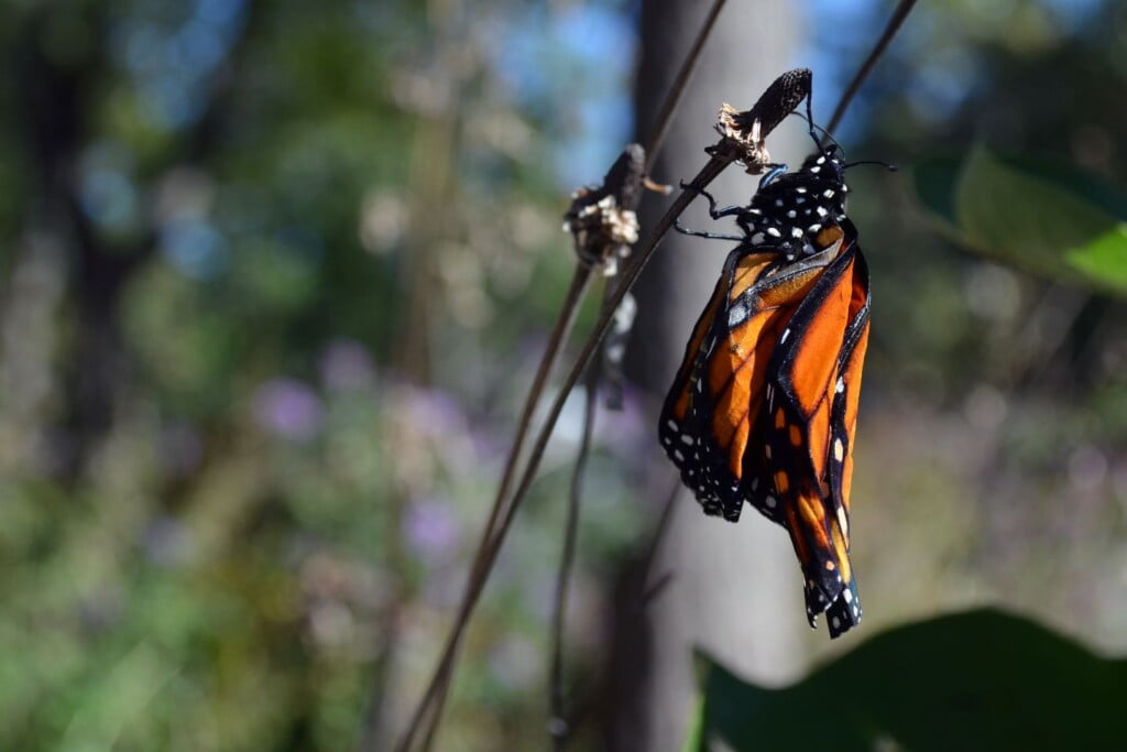 Understanding O.E.: The Parasite Affecting Monarch Butterflies and How ...