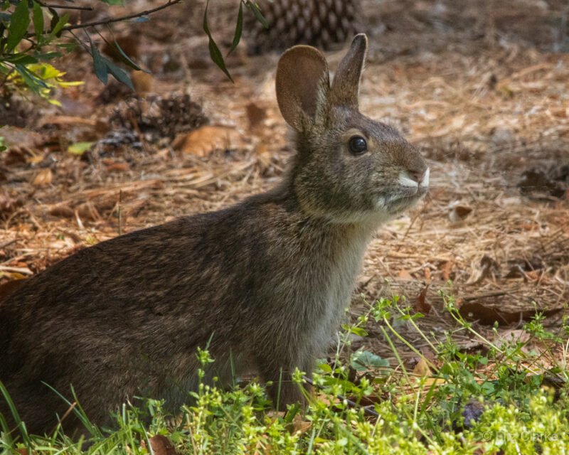 The Marsh Rabbit: Enhancing Backyard Habitats for Wildlife and Beauty ...