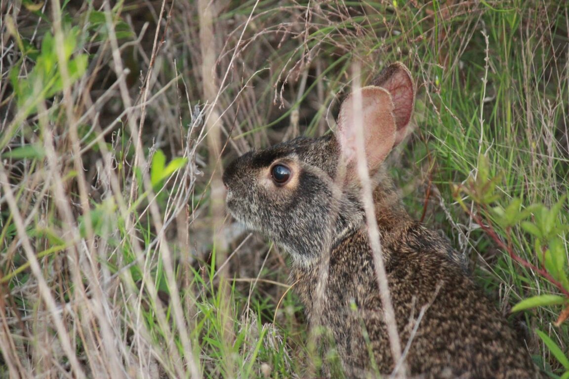 The Marsh Rabbit: Enhancing Backyard Habitats for Wildlife and Beauty ...