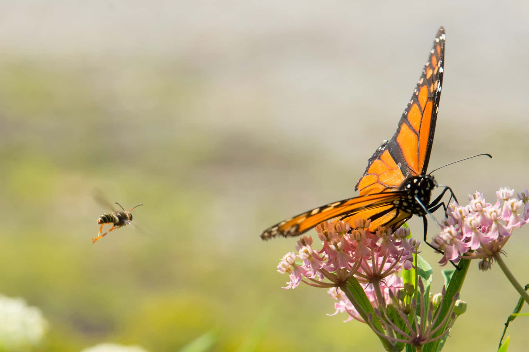 Introducing "Pollinator Density" - Johnny Butterflyseed
