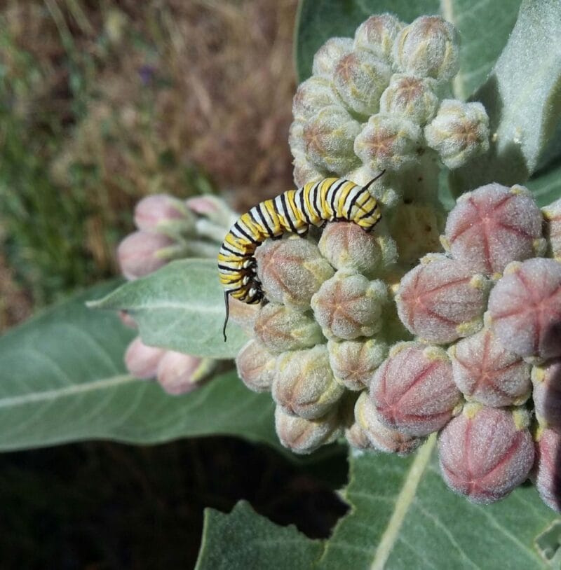 The Majesty of Showy Milkweed (Asclepias speciosa): A Desert Bloom with ...